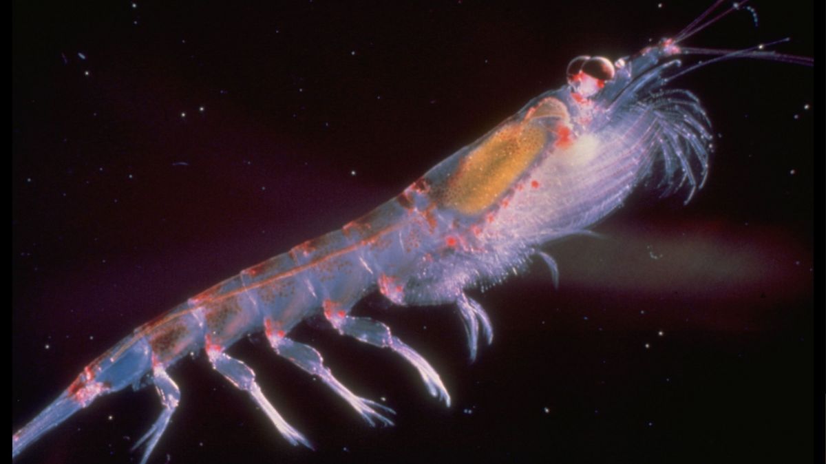 Small krill plays large role // University of Oldenburg