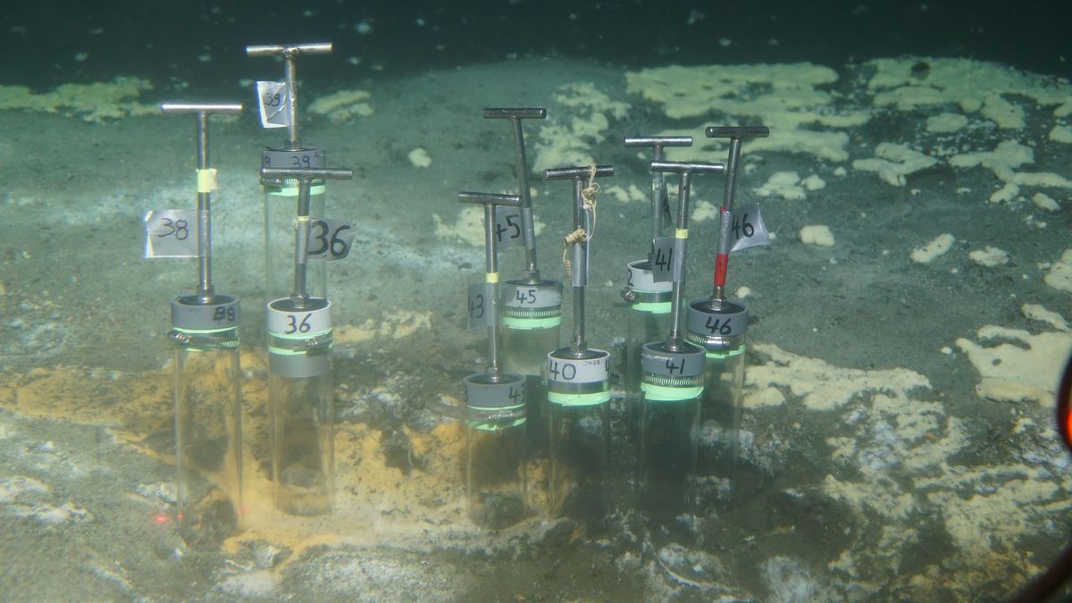 New study on natural oil seeps in the deep sea // University of Oldenburg